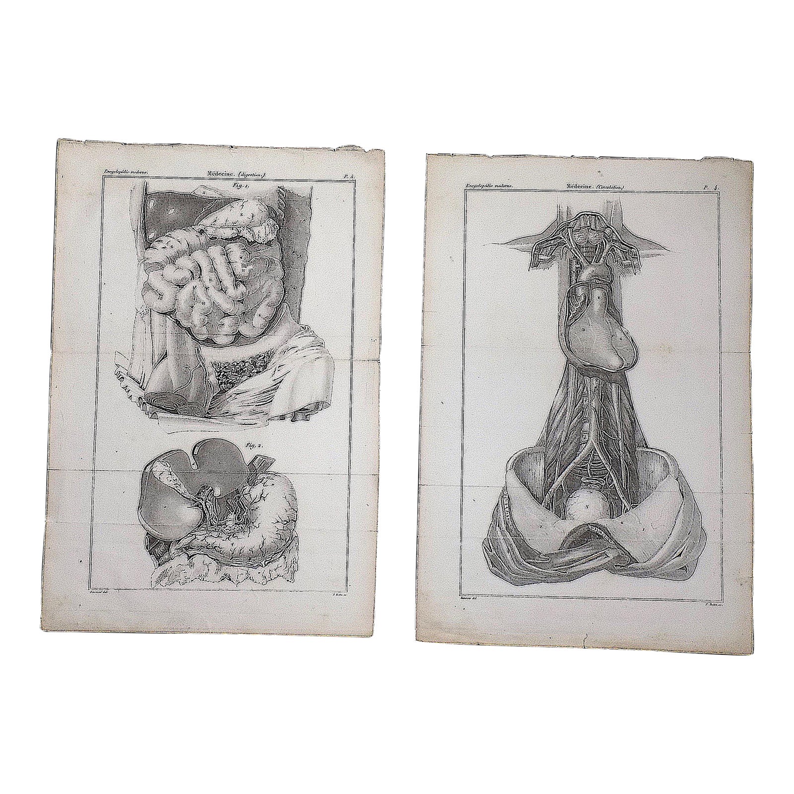 Authentic Antique 18th Century Folio Size Anatomical Copperplate ...