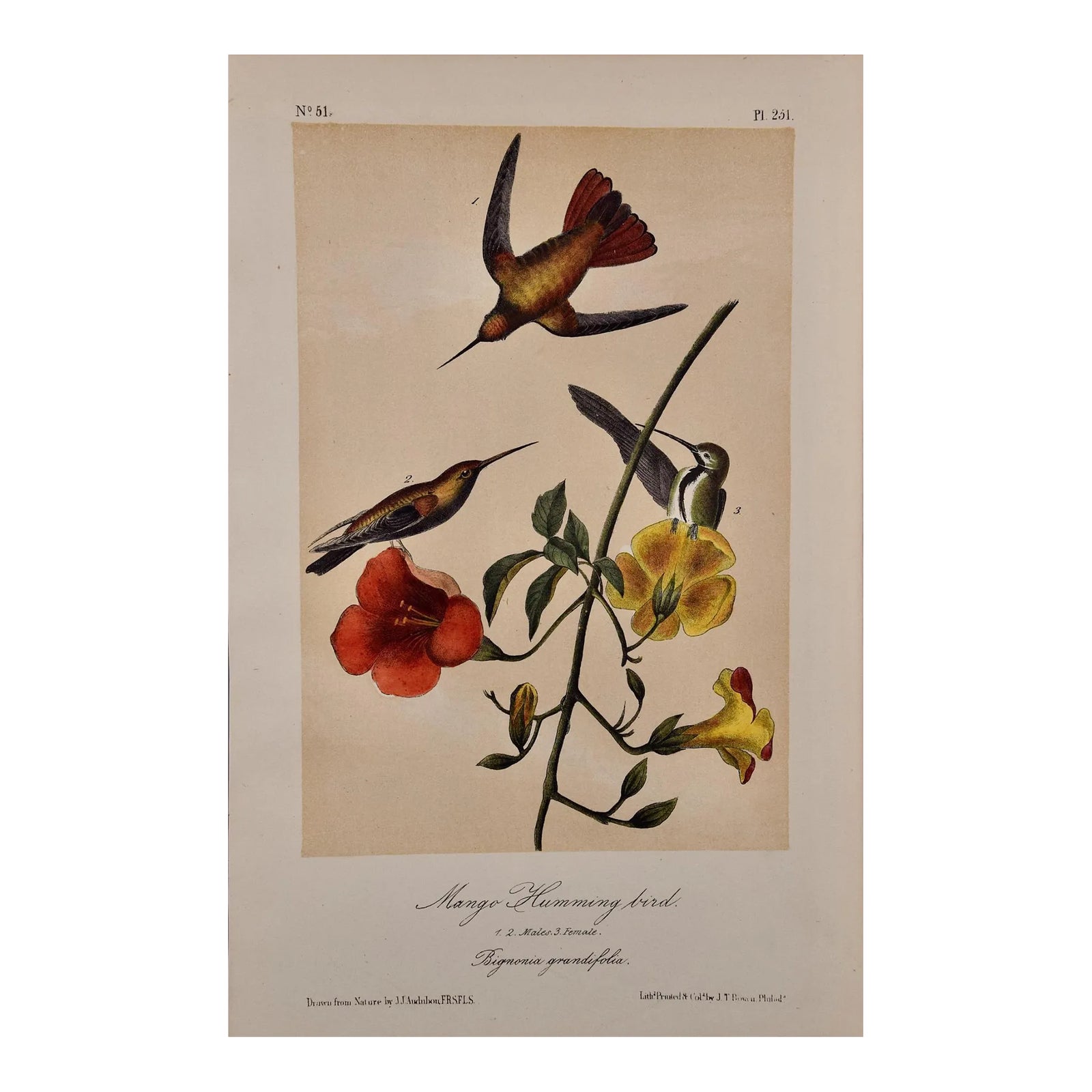 John James Audubon Mango Hummingbirds: An Original 19th C. Audubon Hand ...