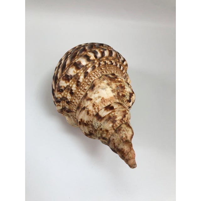 Large Vintage Triton Trumpet Seashell | Chairish