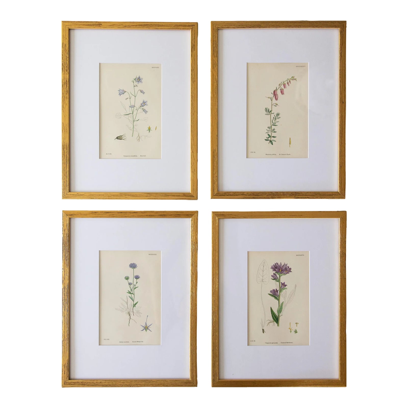 Custom Framed Botanical Engravings From "Sowerby's English Botany ...
