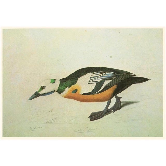 Western Duck and Limpkin After Audubon, 1966 Cottage Prints | Chairish