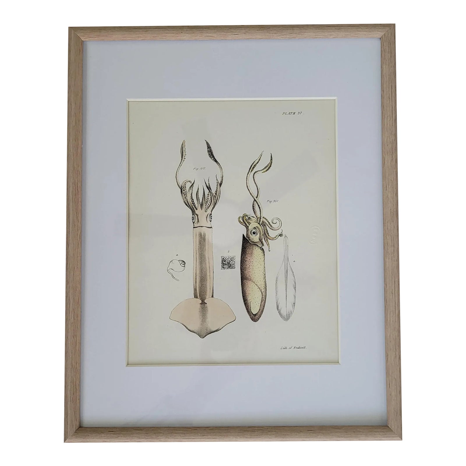1840s Antique Hand Colored Squid Lithograph by Lith of Endicott, New ...