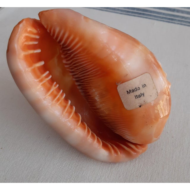 Italian Hand Carved Cameo Helmet Conch Seashell | Chairish