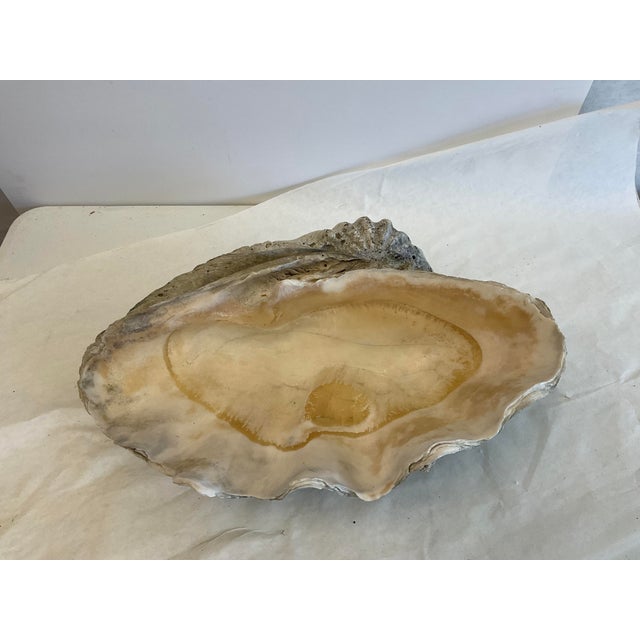 Authentic Giga Shell | Chairish