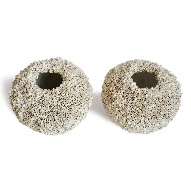 White Barnacle Shell Pot | Chairish
