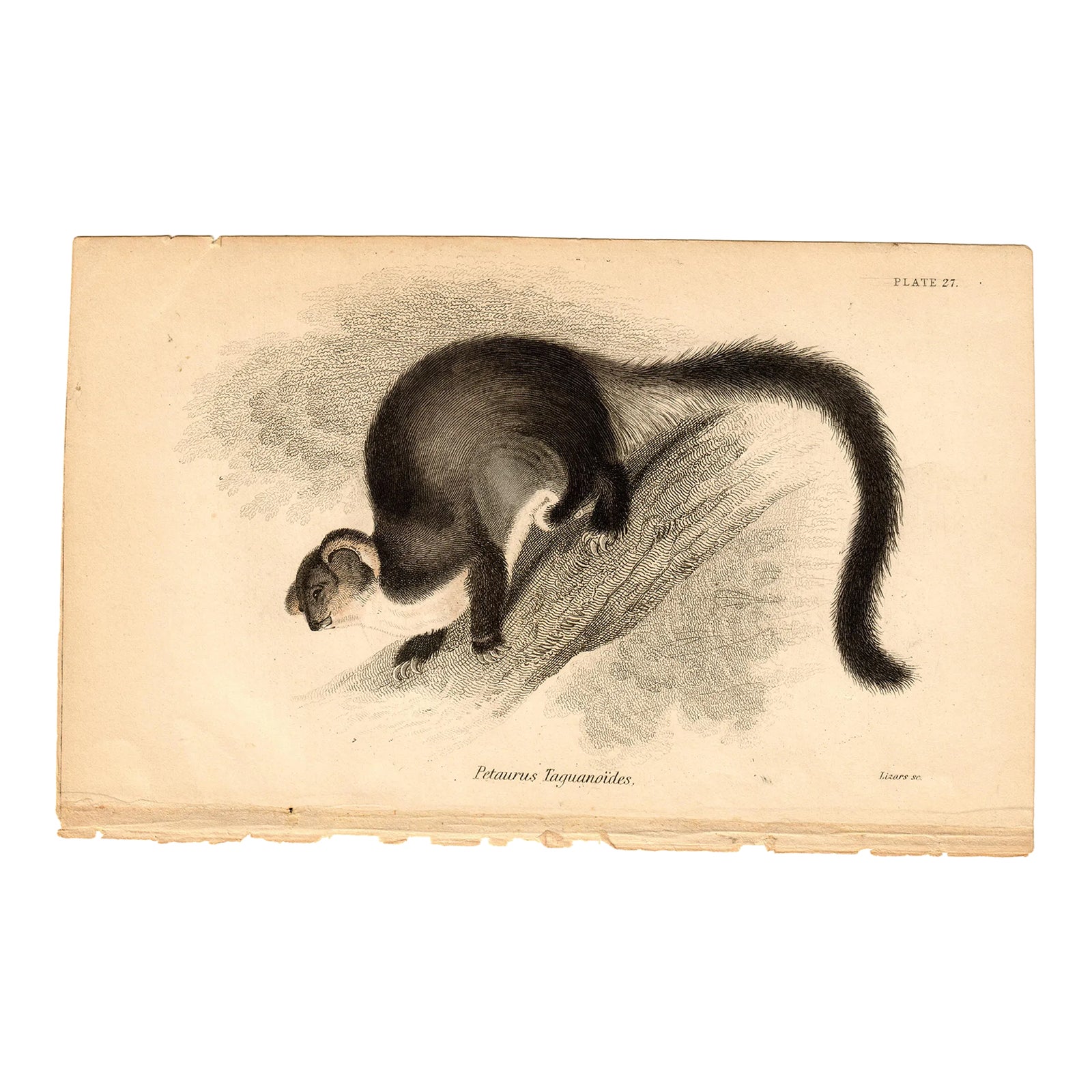 Hand Colored Engraving "Petaurus Taguanoides" (Flying Opossum / Greater ...