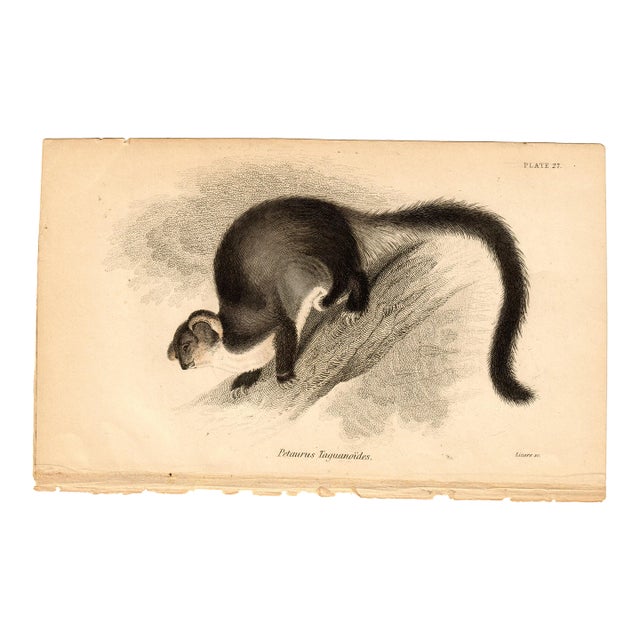 Hand Colored Engraving "Petaurus Taguanoides" (Flying Opossum / Greater ...