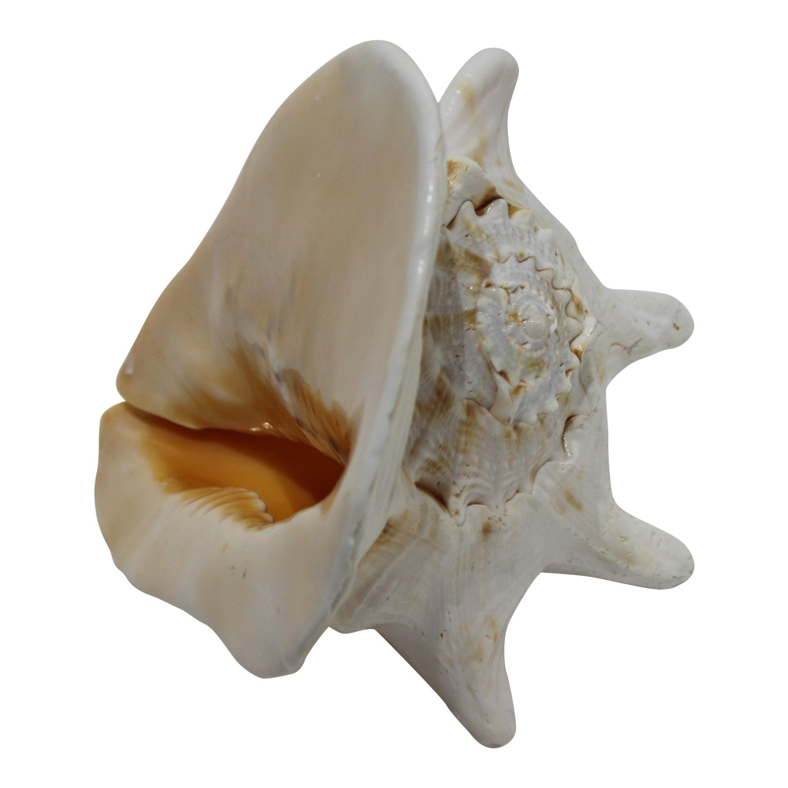 Specimen Vintage Queen Helmet Conch Natural Shell (Cassis Cornuta ...