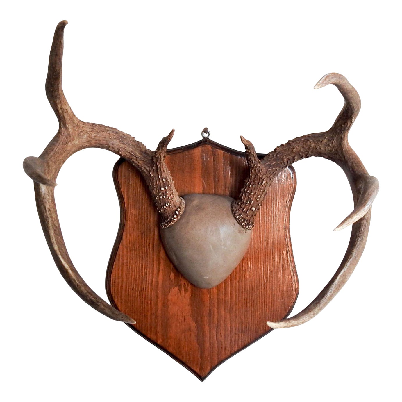 Mid Century Deer Antler Mount | Chairish
