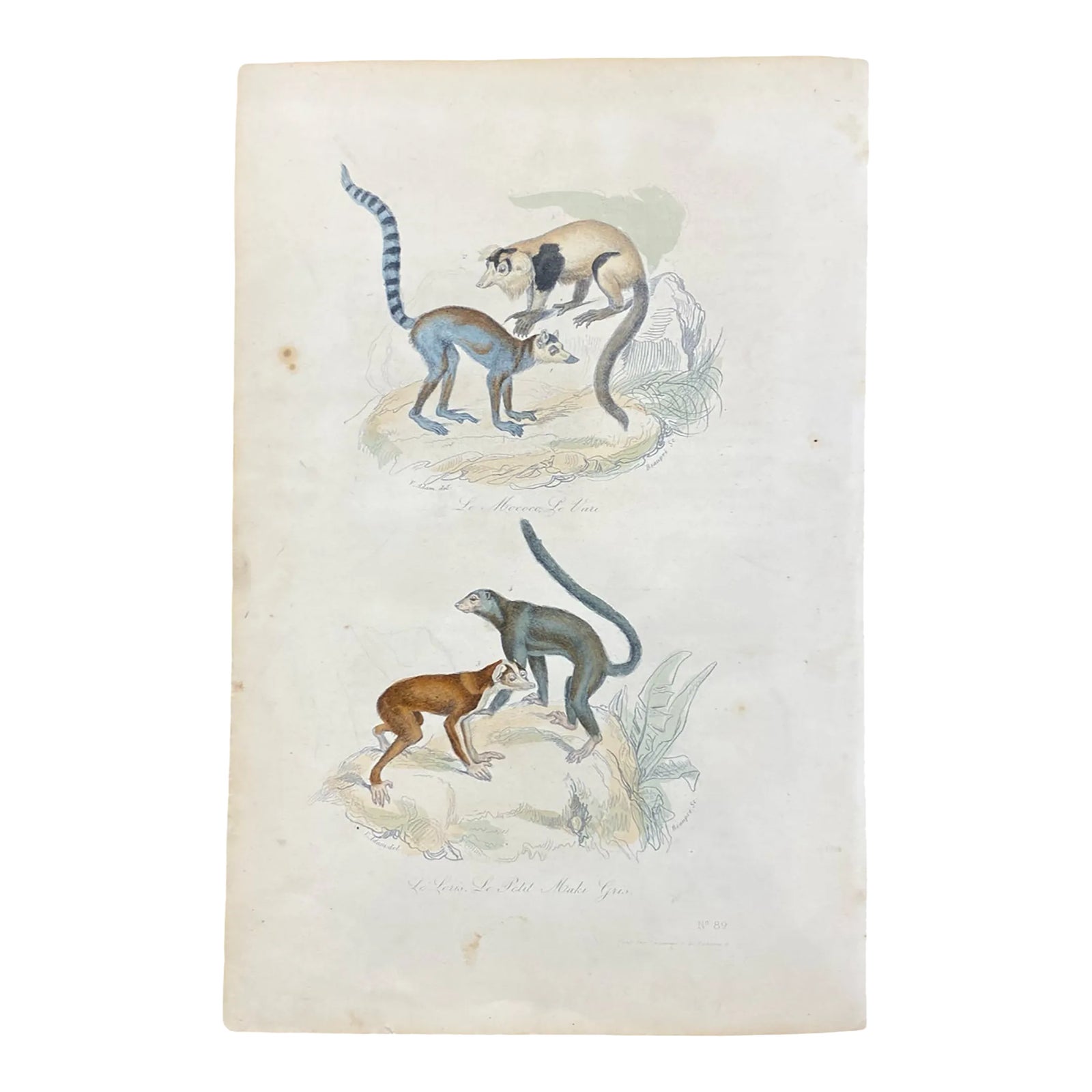 French Antique 18th Century "Le Mococo" Animal Engraving Hand Colored ...