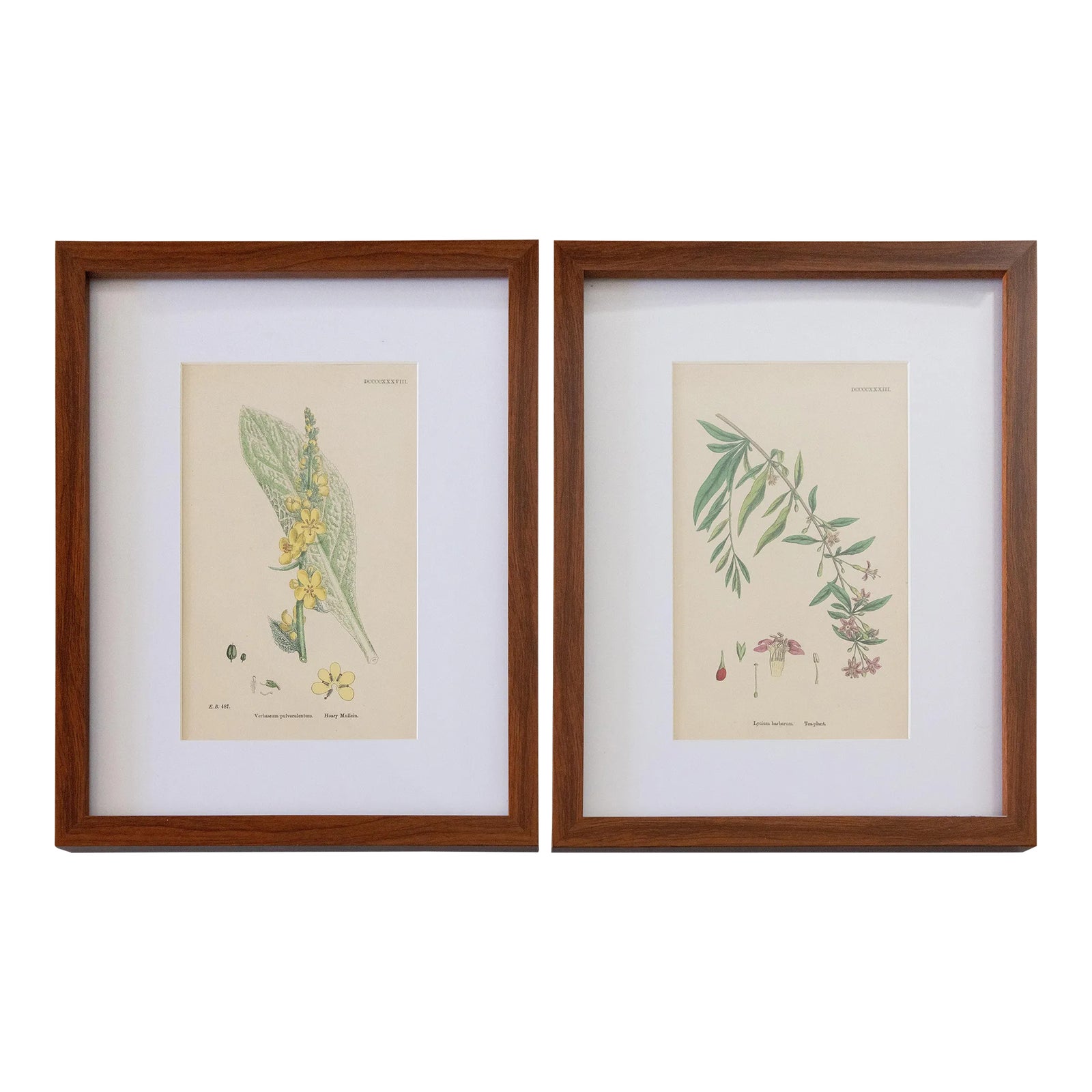 19th C. Sowerby's English Botany - Custom Framed Botanical Engravings ...