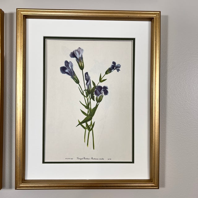 Vintage Botanical Framed Set of 6- Blue Wild Flowers -1978 Botanicals ...