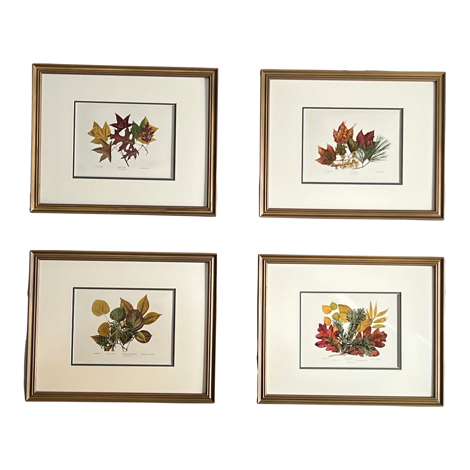 Early 20th Century Botanicals Framed Set of 4- Authentic Tree Leaf ...