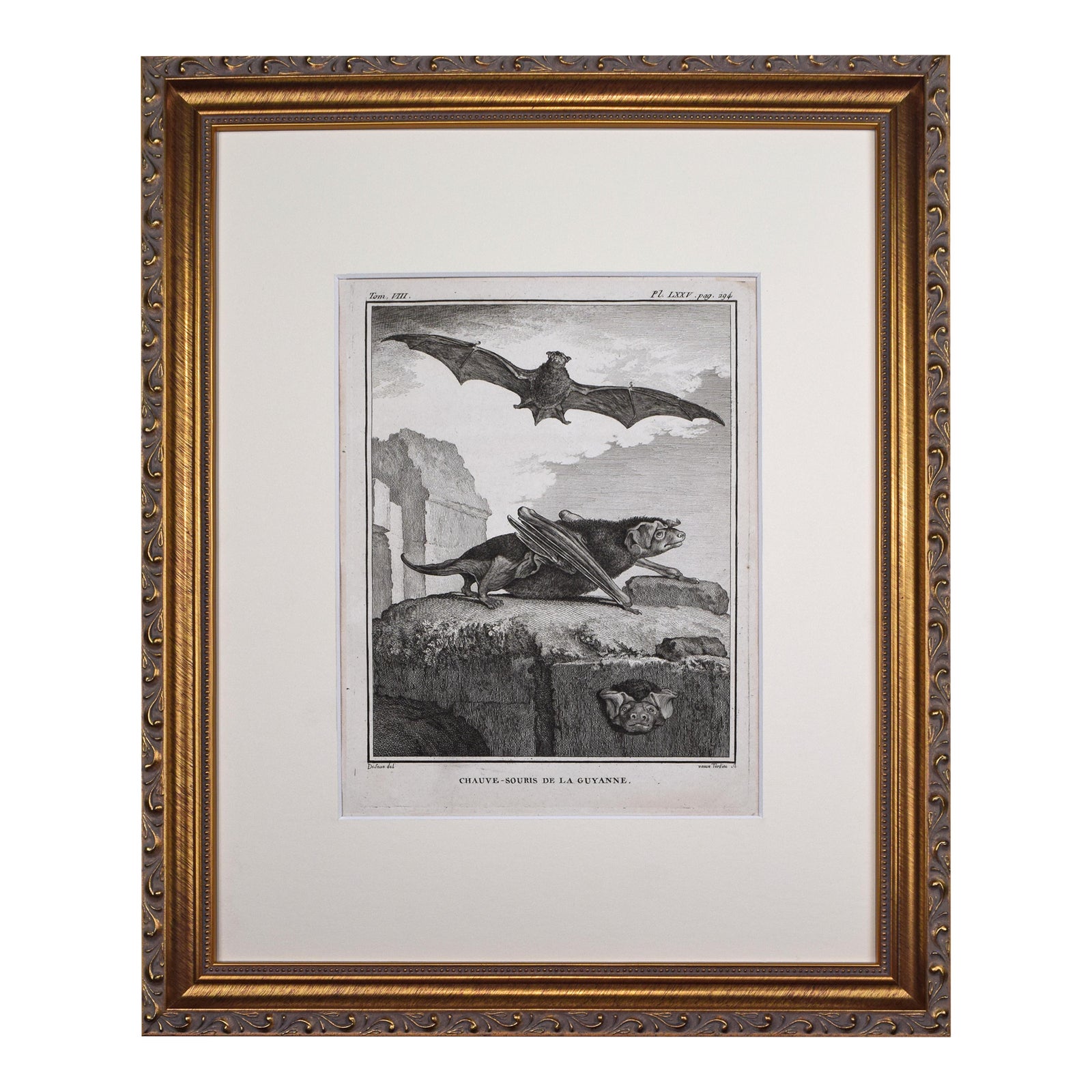 18th Century Original French Bat Engraving by Buffon 1789 | Chairish