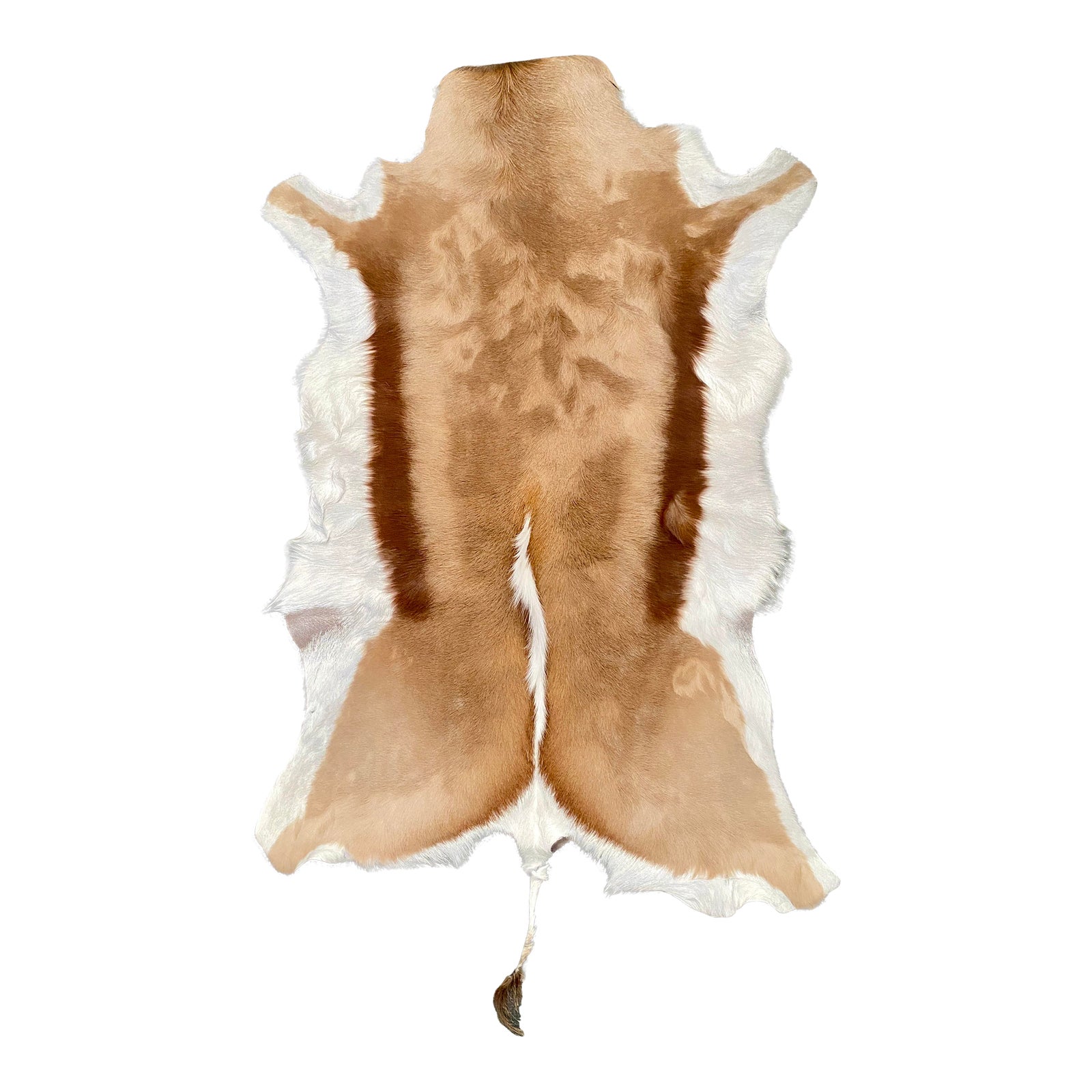 Natural Springbok Hide Rug | Chairish