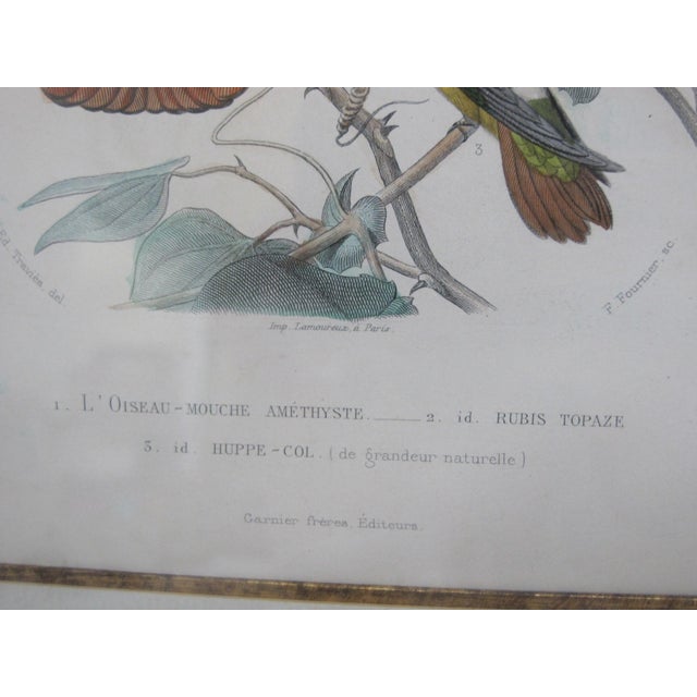 Garnier Freres 1879 Fournier Framed Hand Colored Trio Bird Engraving ...