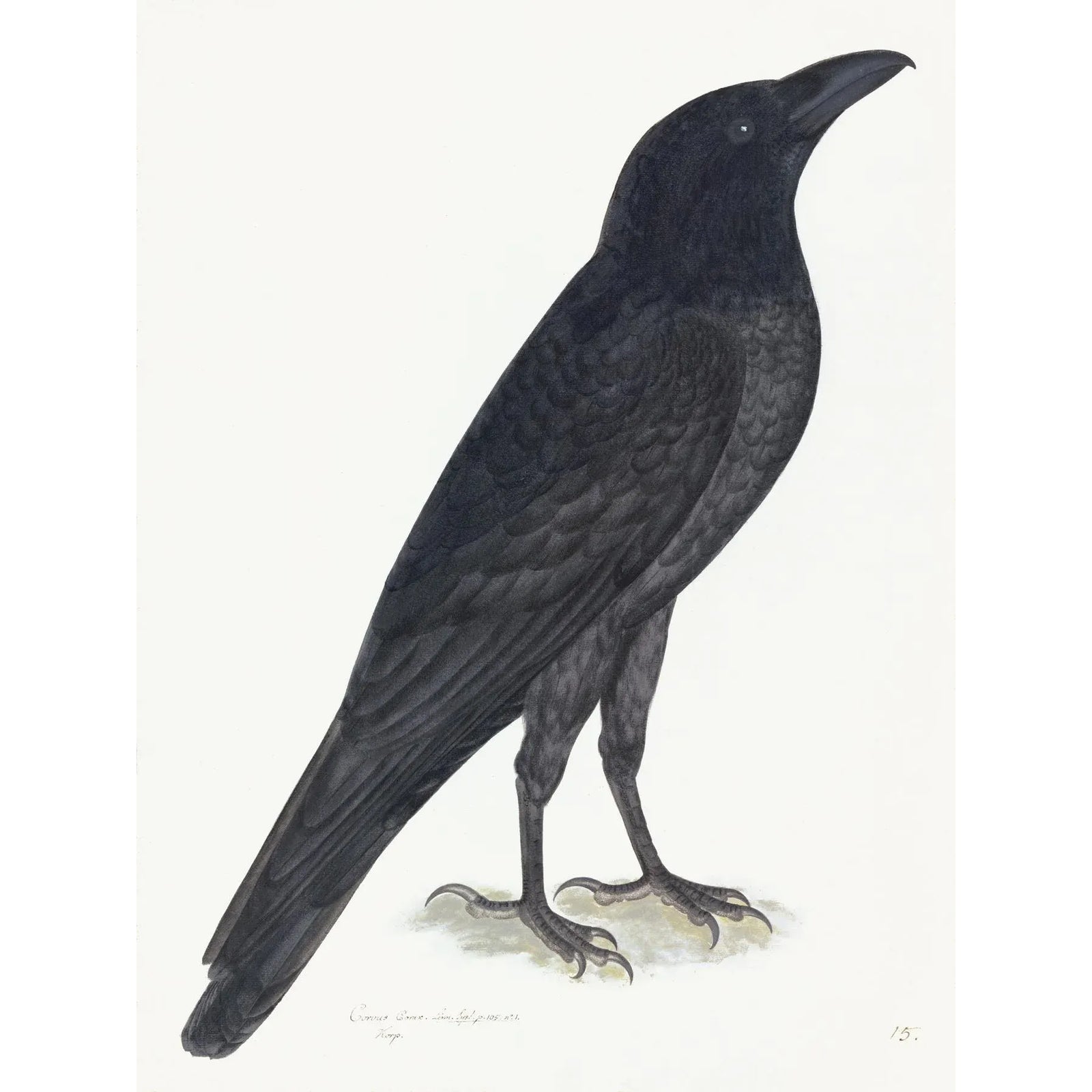 Raven Plate 15 by Olof Rudbeck (Cfa-Wd) | Chairish