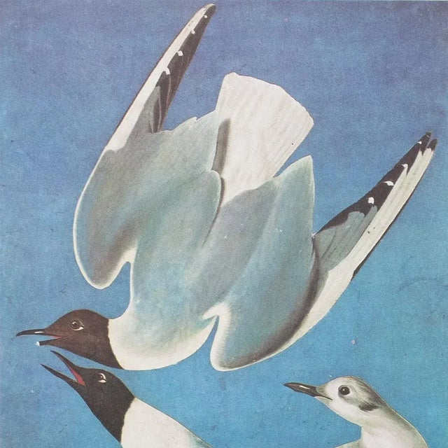1966 Bonaparte's Gull After John J. Audubon, Cottage Print | Chairish