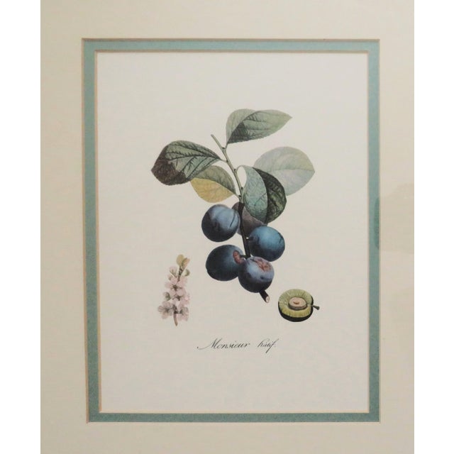 Set of 4 Vintage French Botanical Framed Fruit Lithograph Prints | Chairish