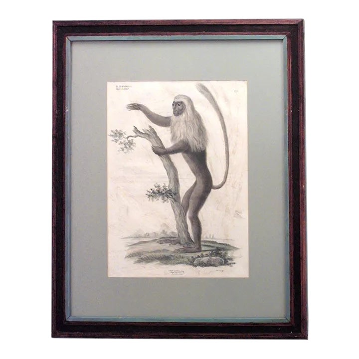 French Victorian Monkey Engraving Print | Chairish