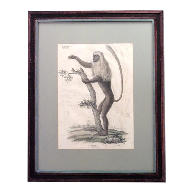 French Victorian Monkey Engraving Print | Chairish