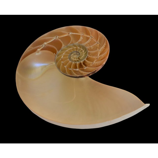 1990s Natural Polished Tiger Stripe Sliced Half Nautilus Chambered ...