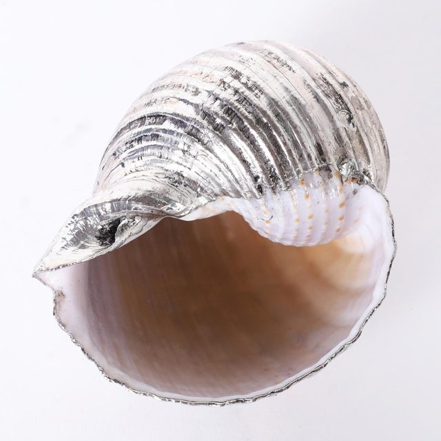 Silver Plated Seashell Turbo Seashell | Chairish