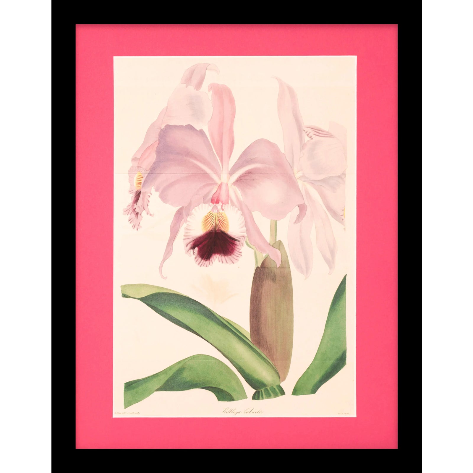 Framed 1837 Paxton Cattleya Labiata (Crimson-Lipped Cattleya Orchid ...