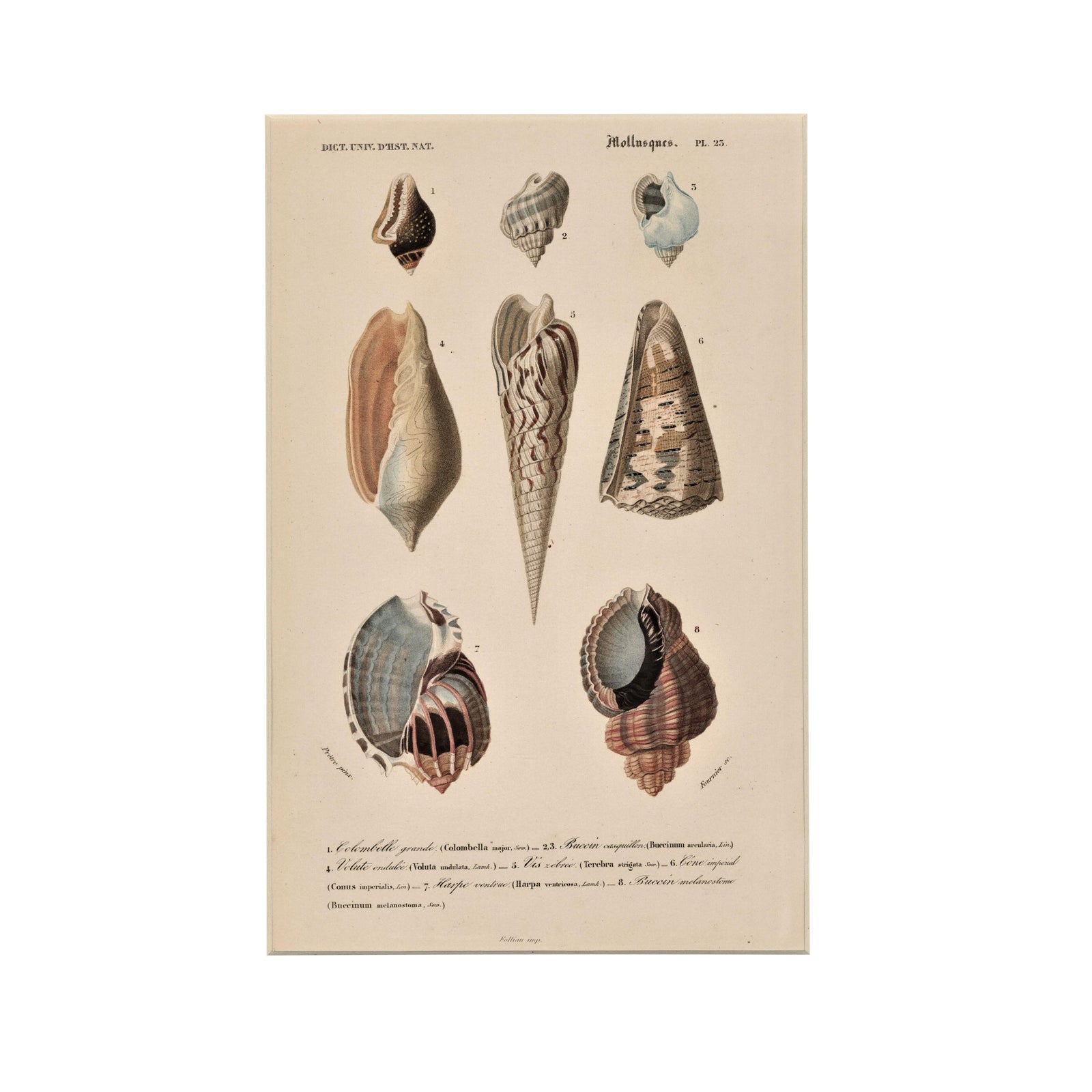 1849 Matted Hand-Colored Seashell Engraving Print | Chairish