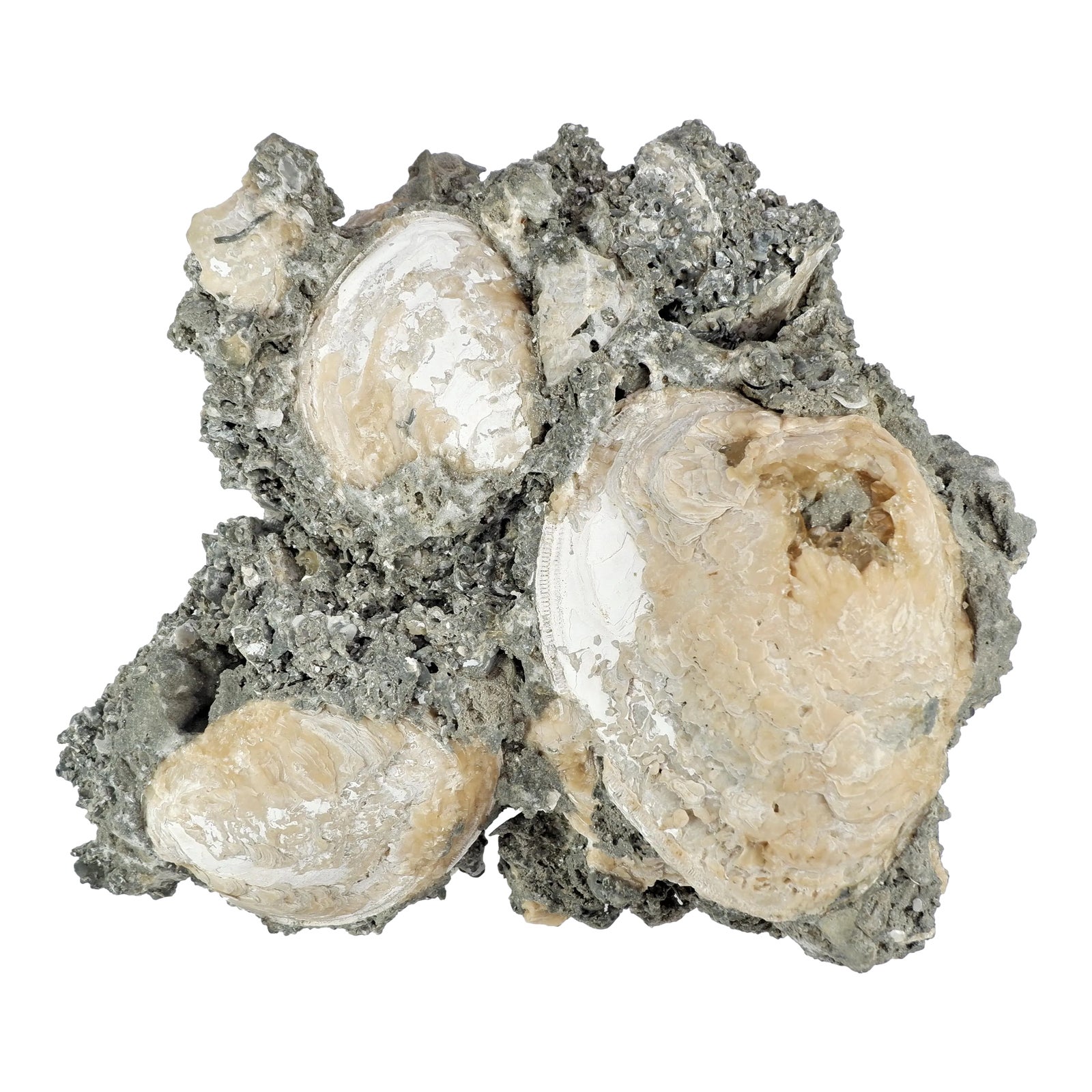 Cluster Fossil Clams Mercenaria Permagna | Chairish