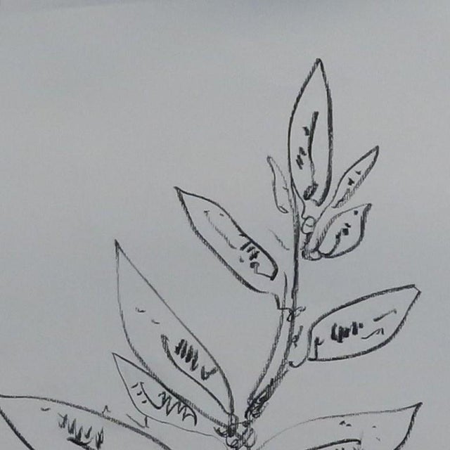 Contemporary Leafy Plant Still Life Charcoal Drawing on Paper by Jose ...