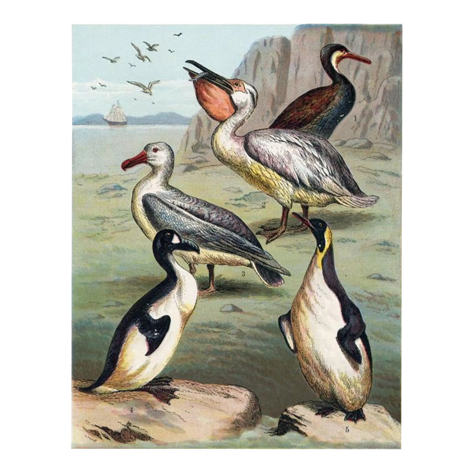 1886, Shorebirds Print Including the Pelican, Original Antique Bird ...