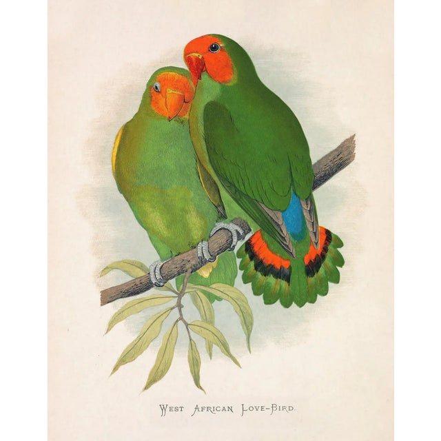 19th Century British Parrot Study - Set of 12 | Chairish