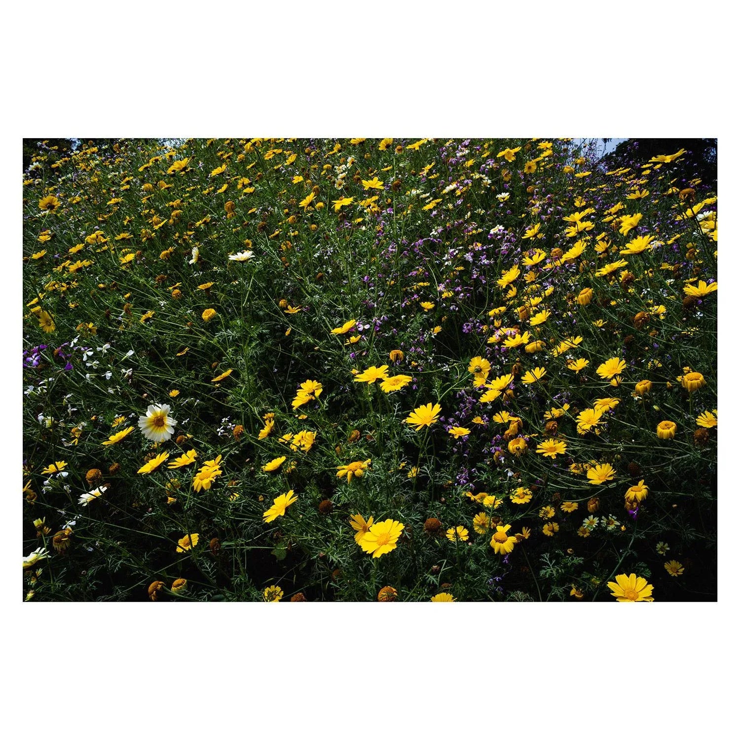 "Western Wildflowers Series, Entry #3" Photograph- 60" X 40" | Chairish