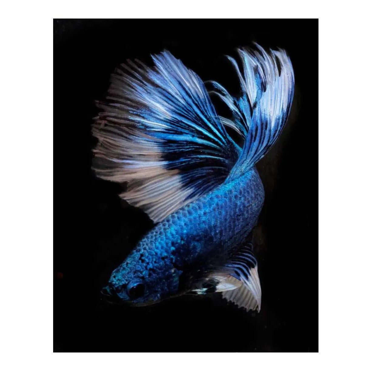 Blue "Beta 1" Photograph | Chairish