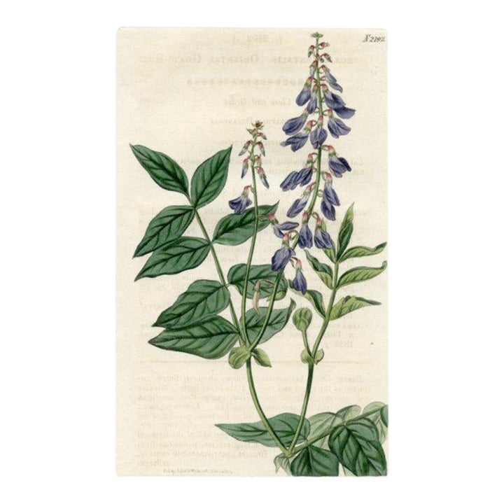 1820, Oriental Goats-Rue Botanical Print, Curtis's Botanical Magazine ...