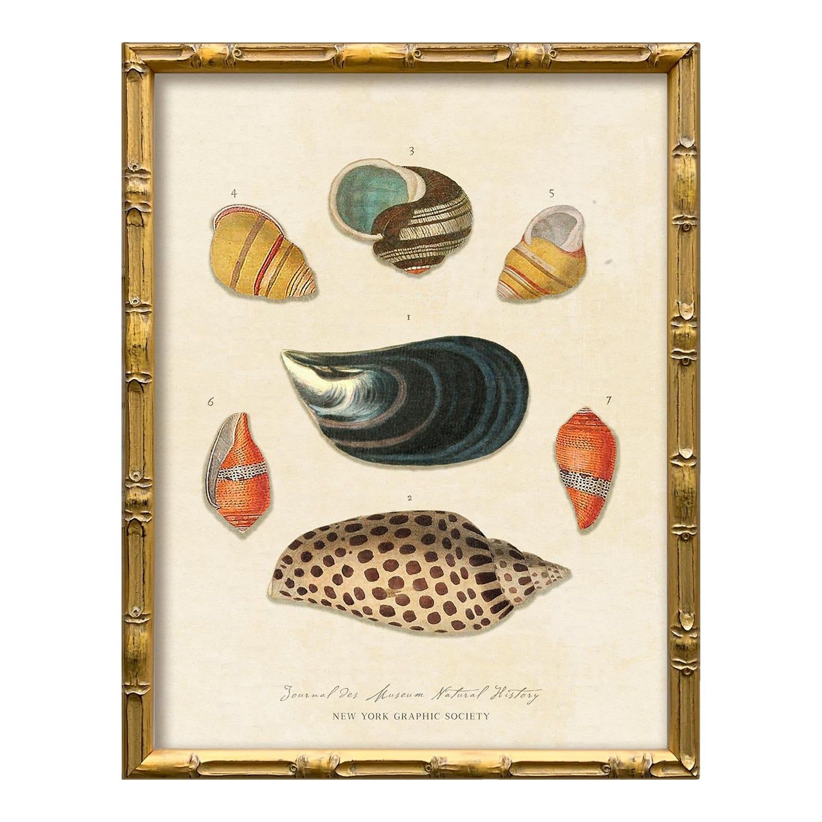 Vintage Seashells Fine Art Reproduction Print (4), Framed | Chairish