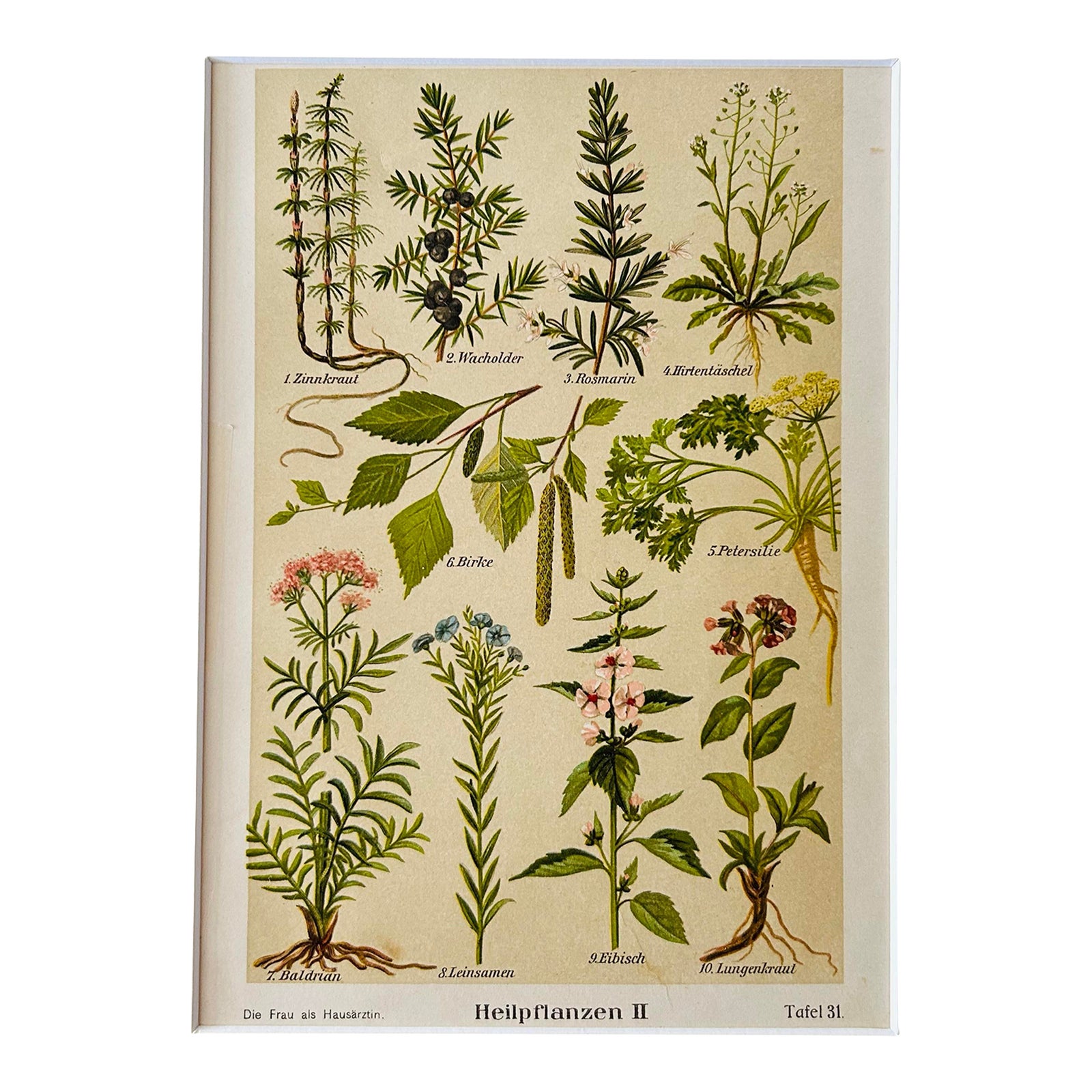 Late 19th Century Antique Herbs Botanical Print - Heilpflanzen II ...