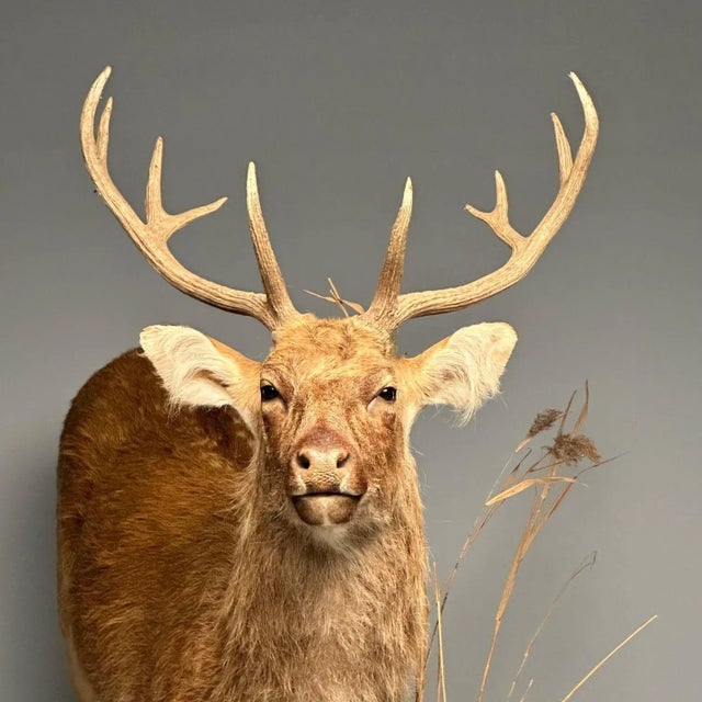 Life-Size Taxidermy Full Body Deer on Faux ConcreteBase, Barasingha ...