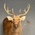 Life-Size Taxidermy Full Body Deer on Faux ConcreteBase, Barasingha ...