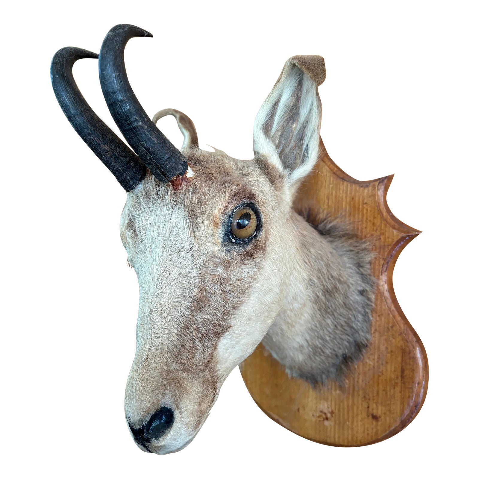 1980s Springbok Chamois Antelope Wall Mount Taxidermy | Chairish