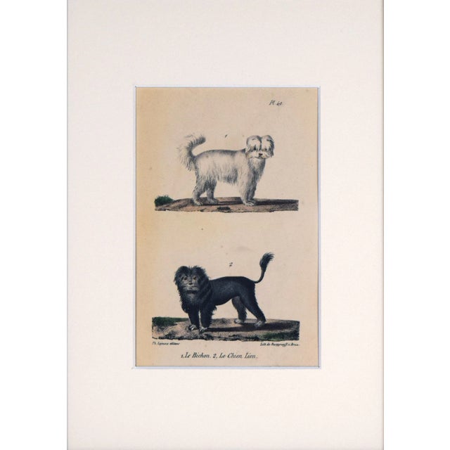 19th C. Dog Lithograph Bichon Frise & Lowchen Lion Dog by Comte De ...