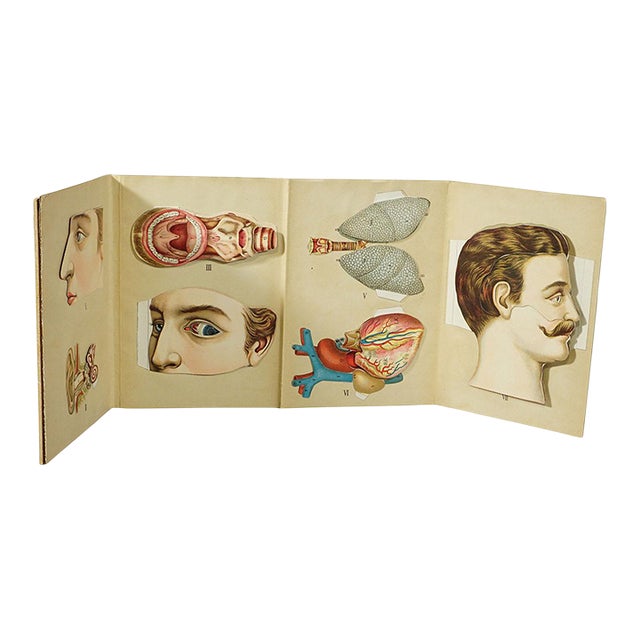 Antique Foldable Anatomical Brochure Depicting Human Anatomy | Chairish