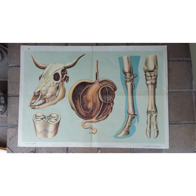 Mid-Century Cow Anatomy Poster | Chairish