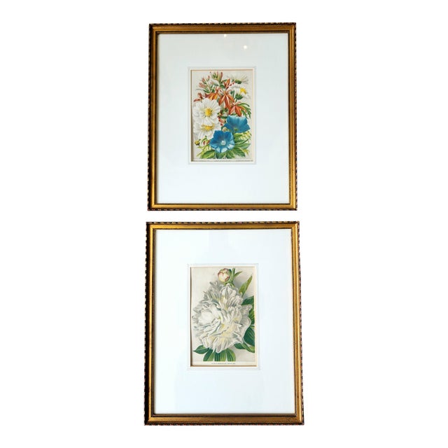 Pair of Gold Framed 1895 Antique Original Botanical Chromolithograph ...