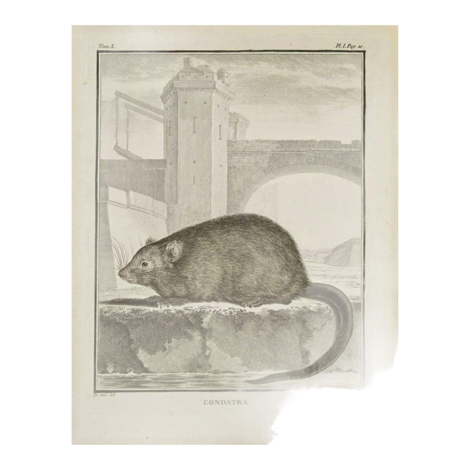 Jacques Baron, L'Ondatra, Etching, 1771 | Chairish