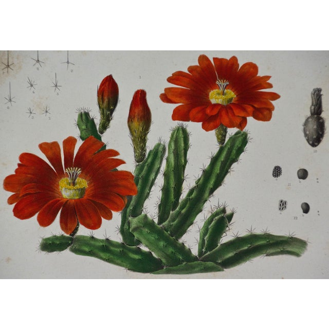 George Englemann Cactus "Cereus Procumbens": A 19th Century Hand ...