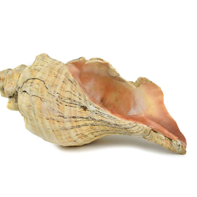 Vintage Large Natural Horse Conch Shell Nautical Coastal Décor | Chairish