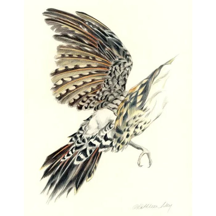 Original Bird Drawing, Northern Flicker 1 by Kathleen Ney | Chairish