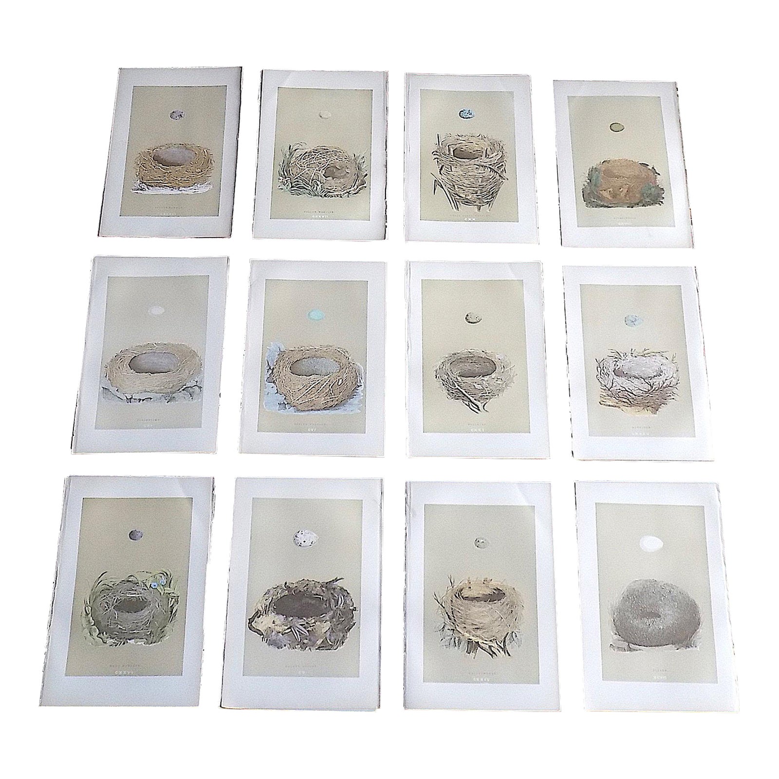 Authentic Antique 19th Century Hand Colored Nest & Egg Lithographs ...